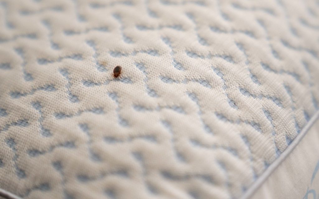 How To Spot The Signs Of Bed Bugs | Can I Get Rid Of Bed Bugs?