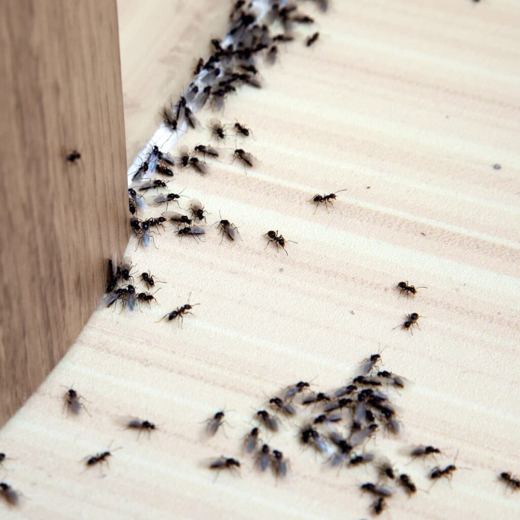 Flea pest control | Flea infestation solutions | Acorn